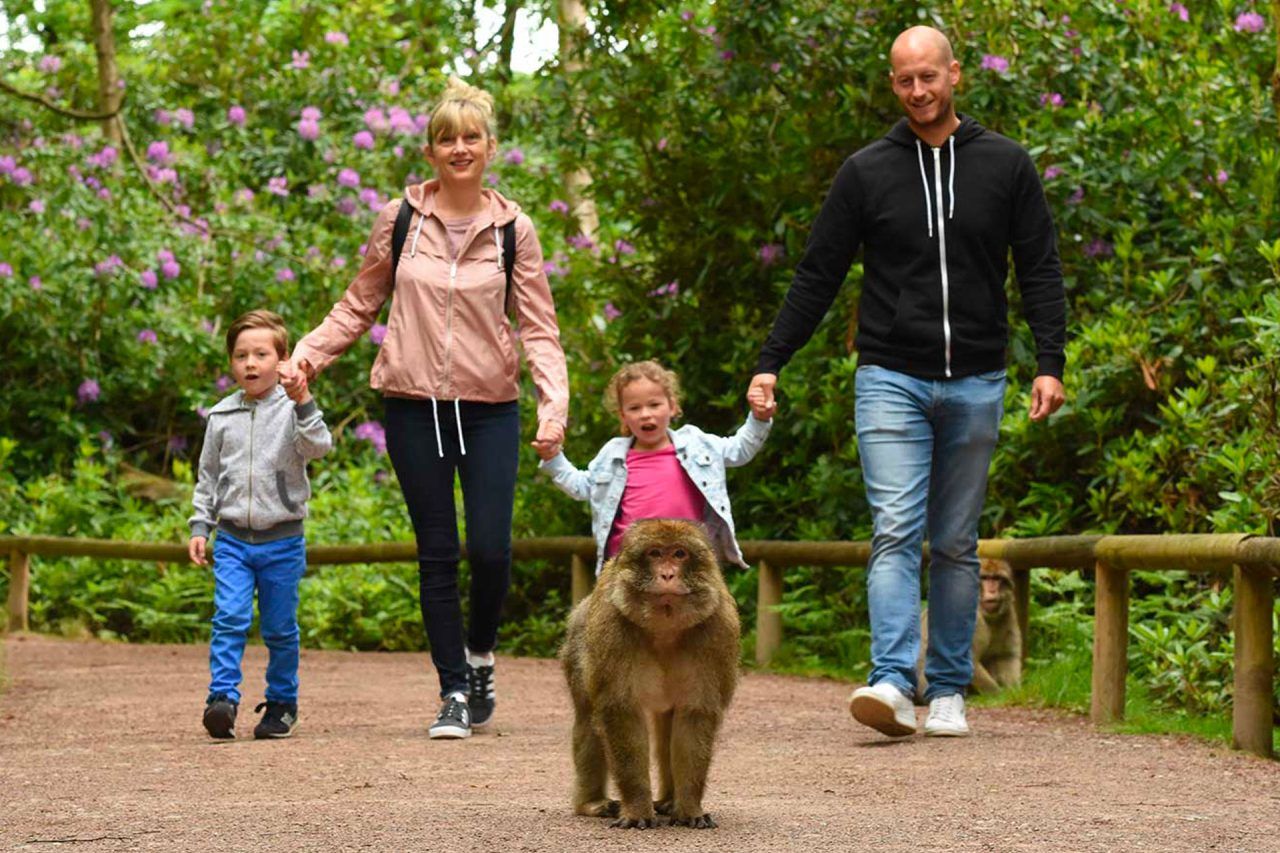 Trentham Monkey Forest - Our Beautiful Stafford Borough