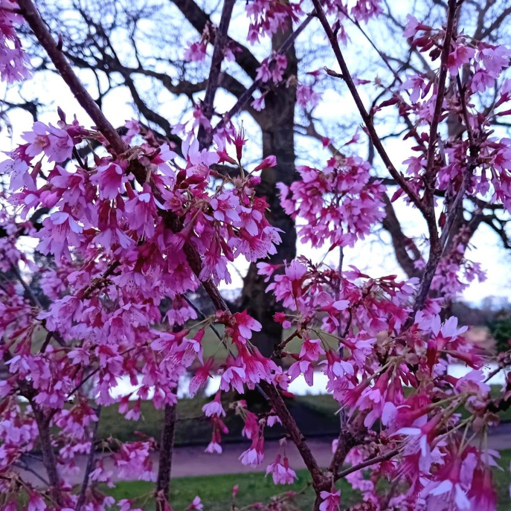 Festival of Blossom at Shugborough - Our Beautiful Stafford Borough